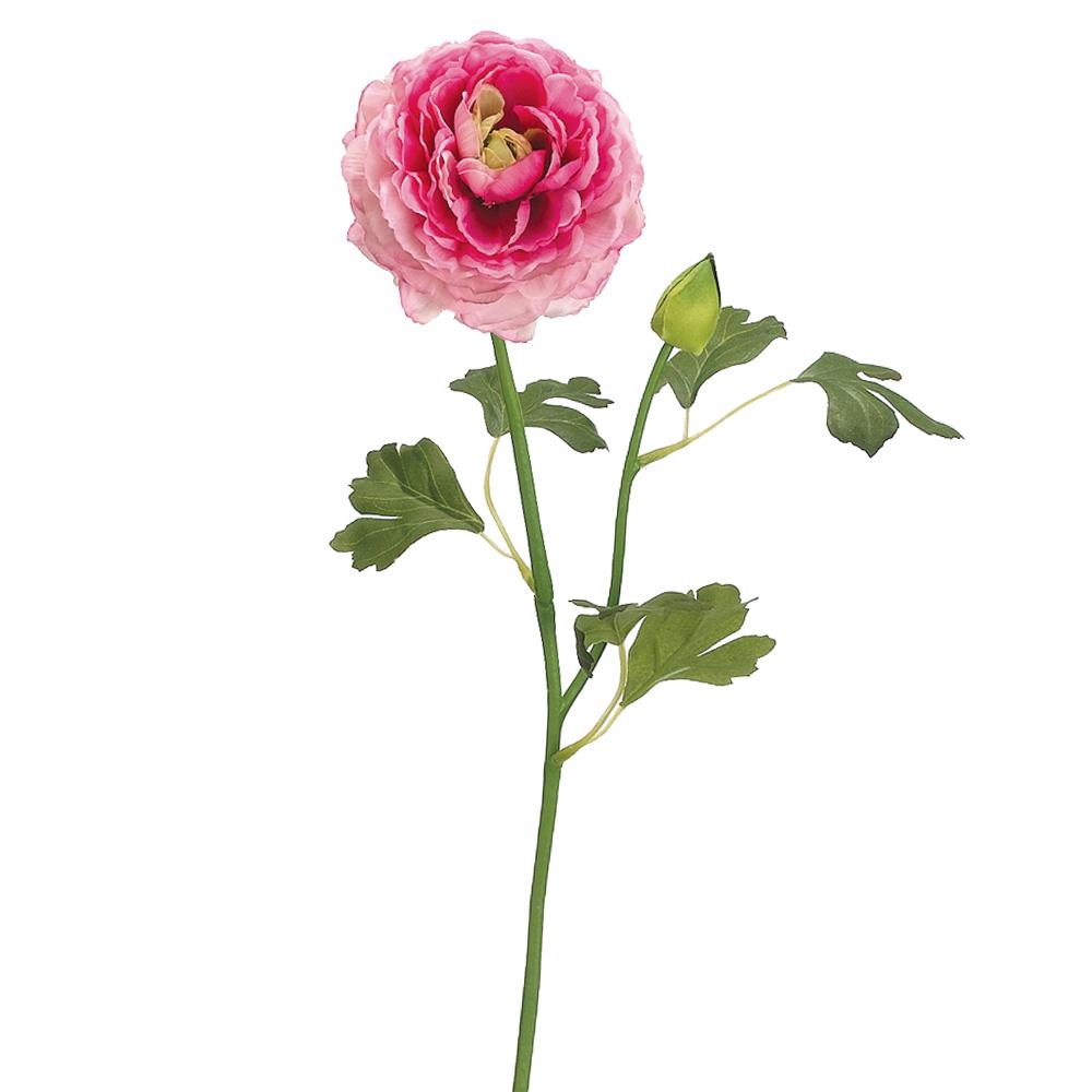 Box of 12 Cerise Pink Ranunculus Stems